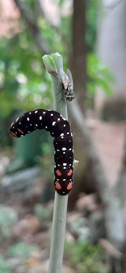 A Caterpillar and a House Fly Stock Photo - Image of pollinator ...