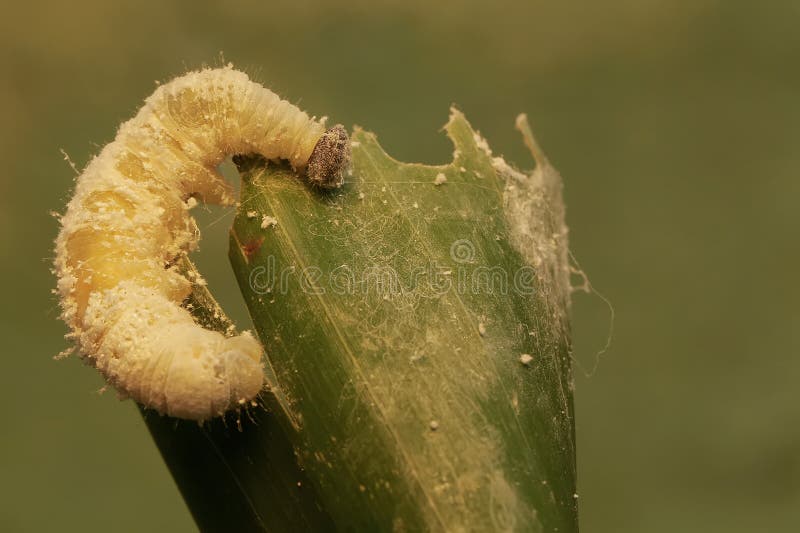 Caterpillar Infestation on Corn Leaf Stock Photo - Image of insect ...