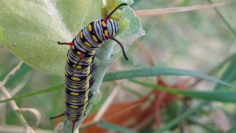 Caterpillar Insect Eating Fresh Leaves Stock Photo - Image of fresh ...