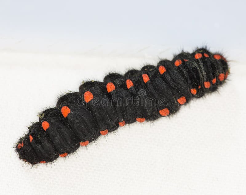 Caterpillar insect macro stock image. Image of black - 35559889