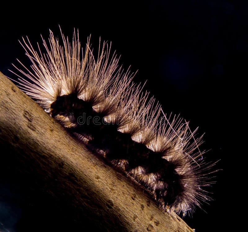 Caterpillar, Invertebrate, Larva, Insect Stock Image - Image of larva ...