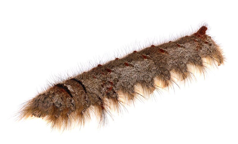 Caterpillar of the Lappet Moth Stock Image - Image of quercifolia ...