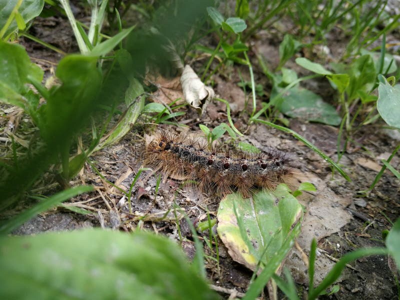 Caterpillar, Larva, Fauna, Terrestrial Animal Picture. Image: 136080951