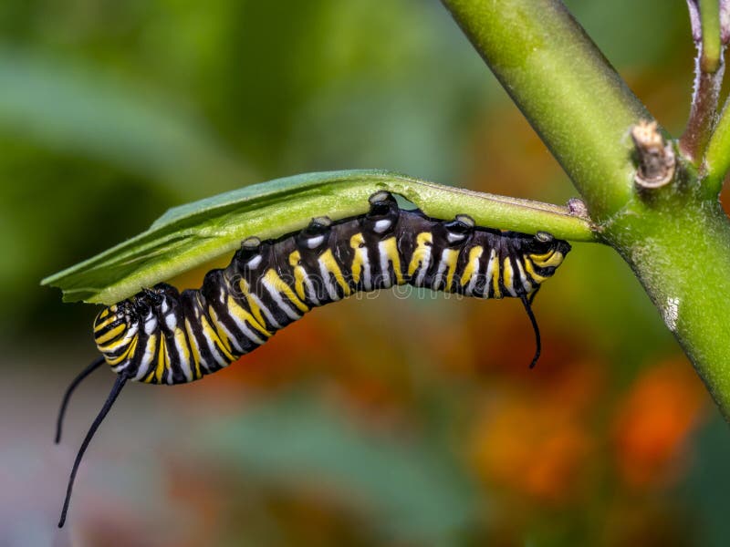Caterpillar in Late Summer in Garden Stock Image - Image of young ...