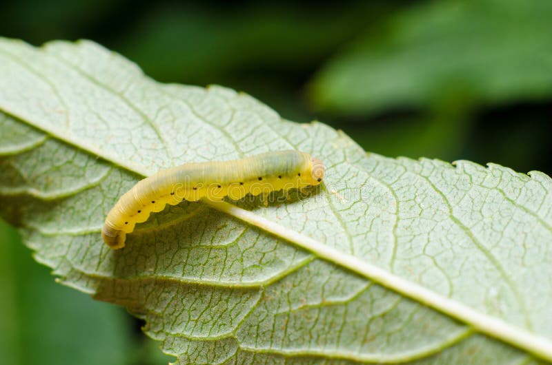 Caterpillar on a leaf stock photo. Image of green, cherry - 140781606