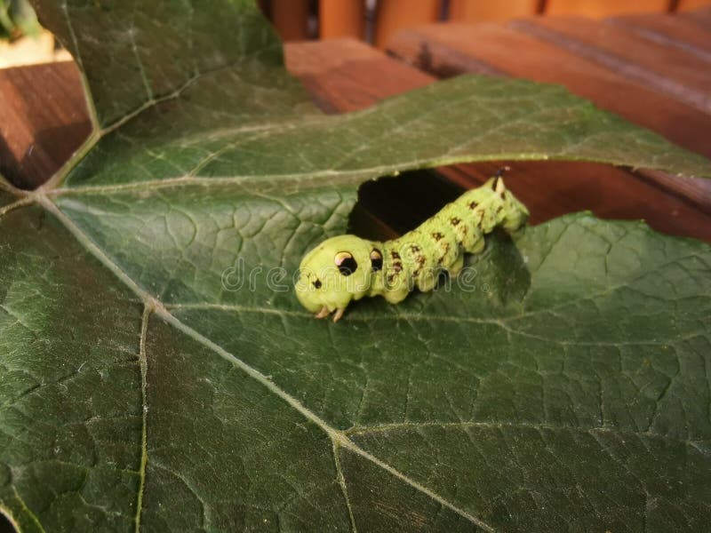 Caterpillar on a leaf stock photo. Image of caterpillar - 258599478