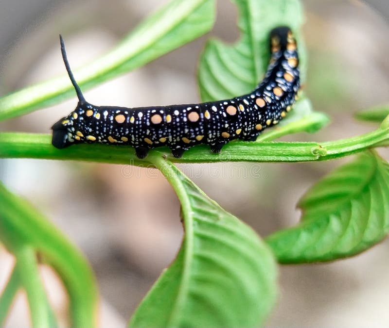 Caterpillar on Leaf so Beautifull Stock Image - Image of flower ...