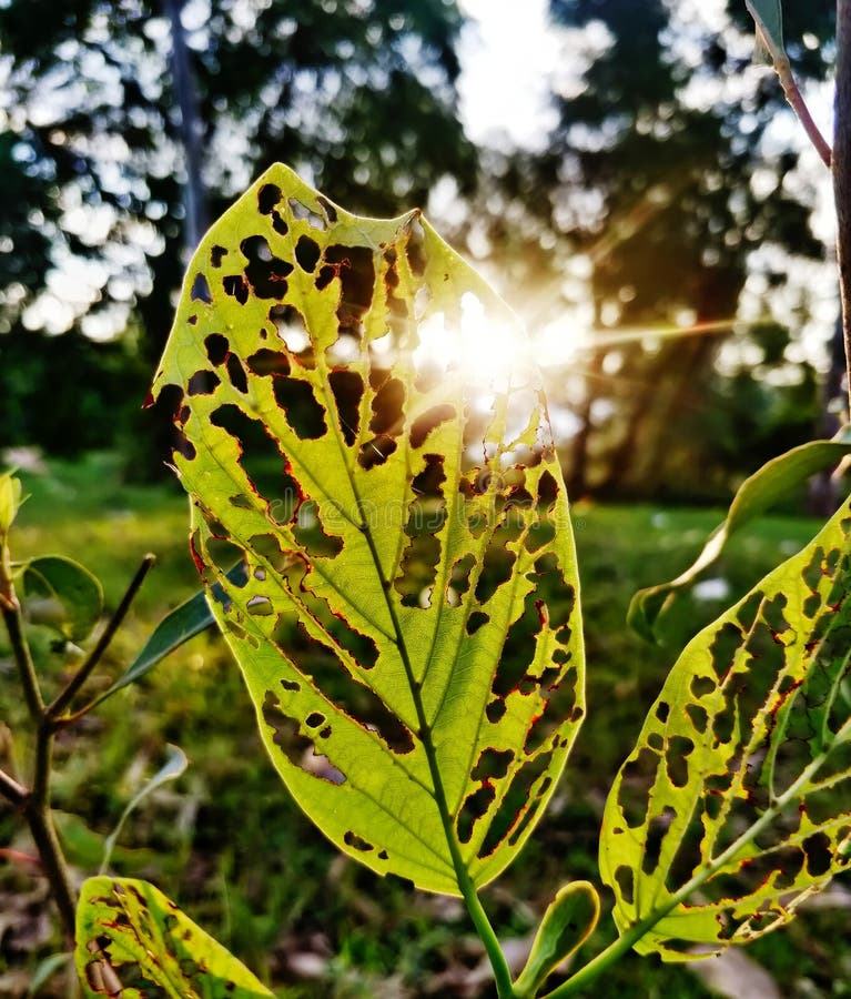 Caterpillar Leaf Damage Sunkissed Stock Image - Image of hairstyle ...