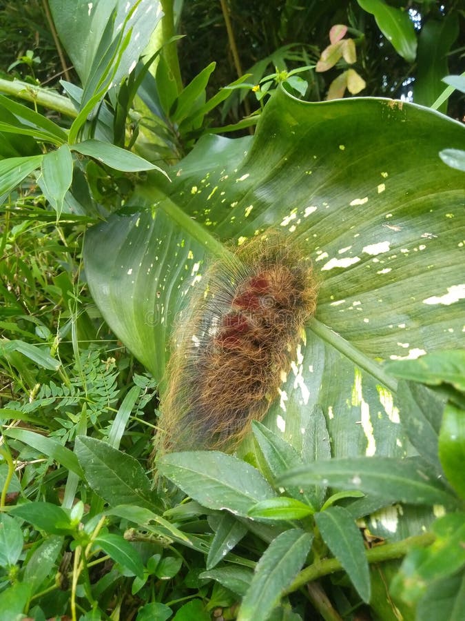 The Caterpillar is on the Leaf. View High Angel Stock Image - Image of ...