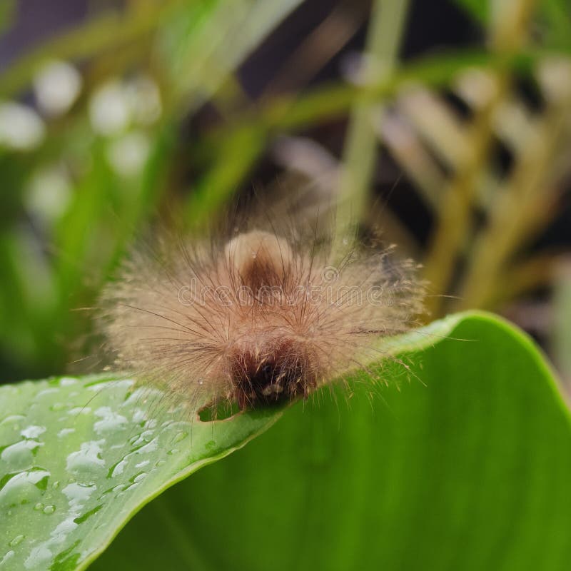 Caterpillar leaf stock image. Image of eating, animal - 261224897