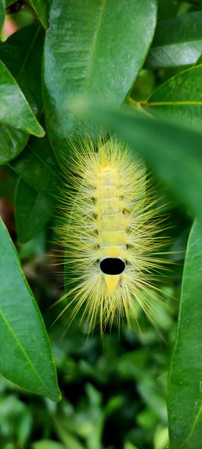 Caterpillar on the leaves stock photo. Image of arthropod - 210023294