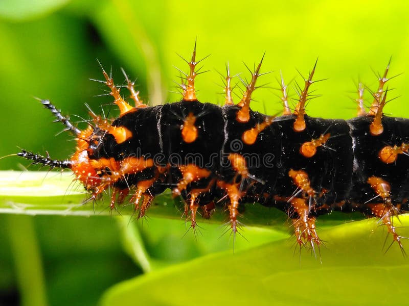 Caterpillar on leaves stock image. Image of pest, insect - 222257737
