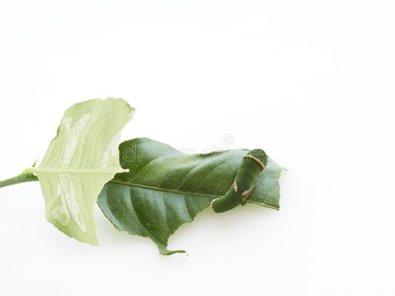Caterpillar with Leaves Isolated on White Stock Photo - Image of branch ...