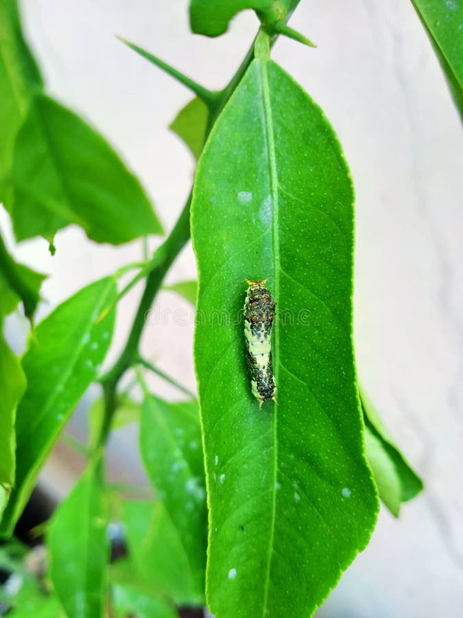 Caterpillar Live in Lemon Tree Stock Photo - Image of nature, shrub ...