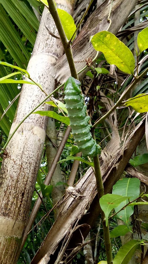 Caterpillar stock image. Image of caterpillar, bohol - 137227137