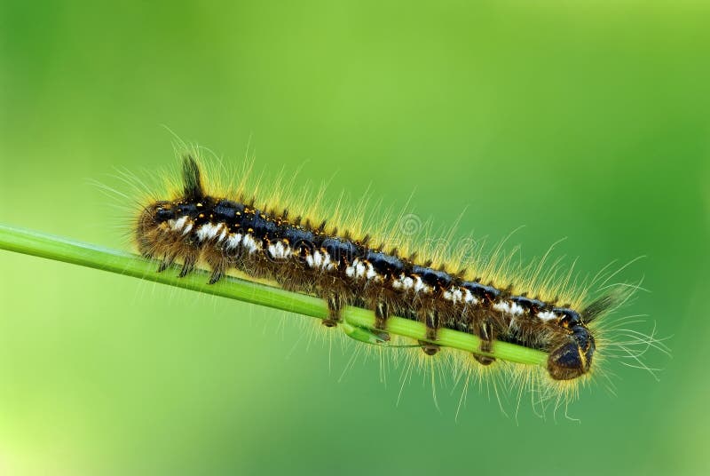 Caterpillar Macro (Acronicta Euphorbiae ) Stock Photo - Image of hairy ...