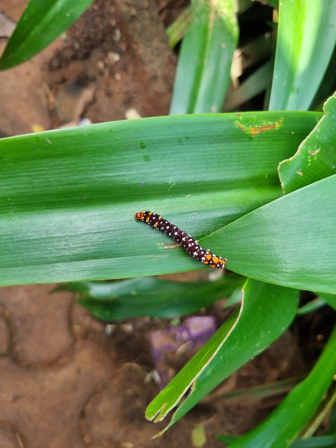 Caterpillar or Moth Insect Black, Orange and White Stock Image - Image ...