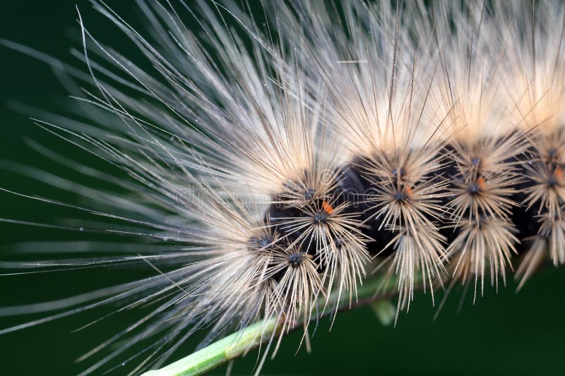 Caterpillar is in the Natural Environment Stock Image - Image of ...