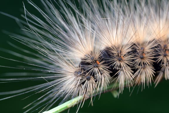 Caterpillar is in the Natural Environment Stock Image - Image of ...