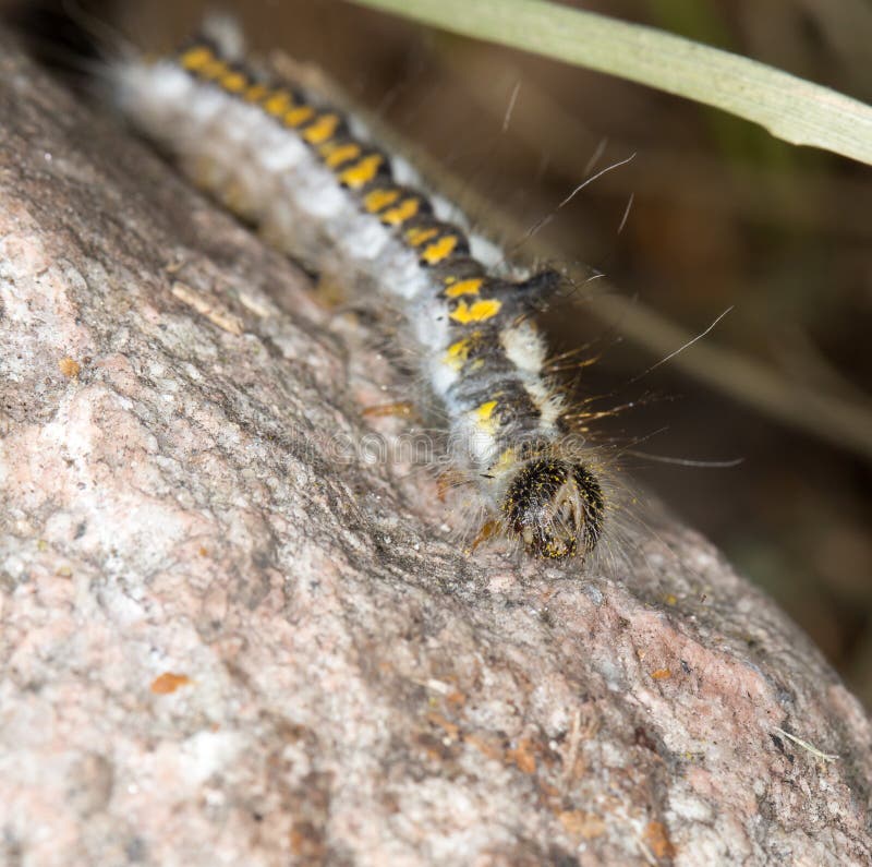 Caterpillar in Nature. Close-up Stock Photo - Image of fauna, closeup ...