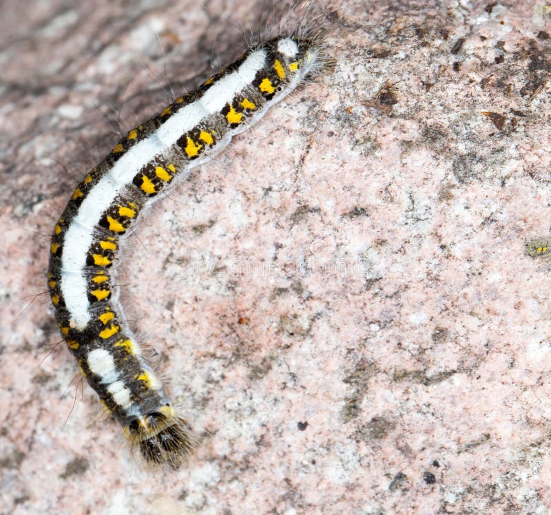 Caterpillar in nature. stock image. Image of life, wildlife - 89672831
