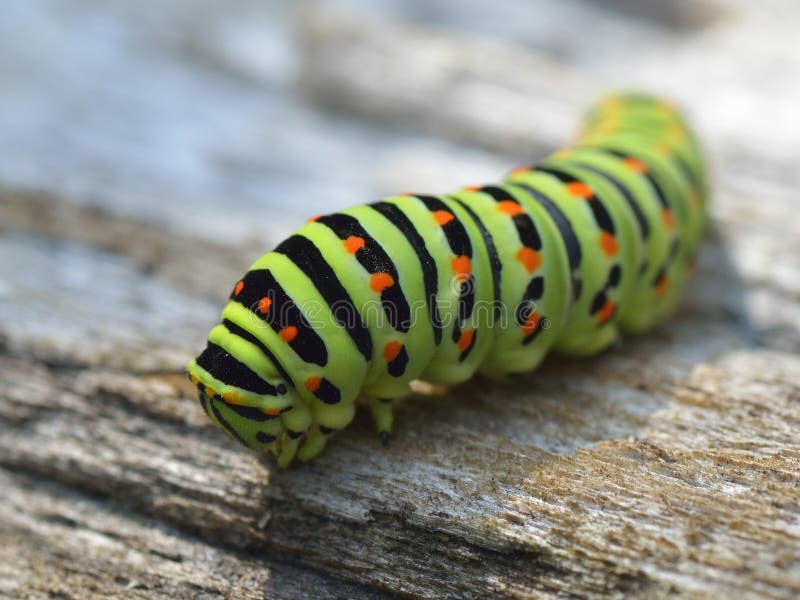 Caterpillar on nature stock photo. Image of metamorphosis - 34045130