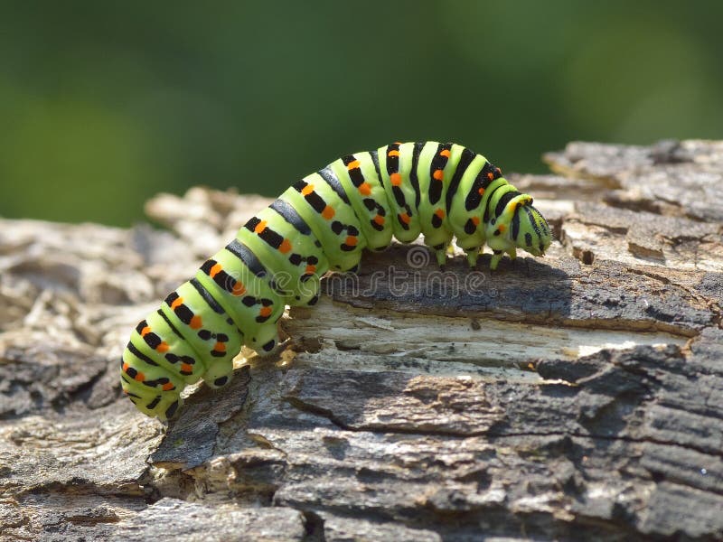 Caterpillar on nature stock photo. Image of metamorphism - 34045122