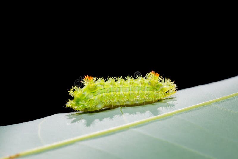 Caterpillar in nature stock photo. Image of full, worm - 61617302