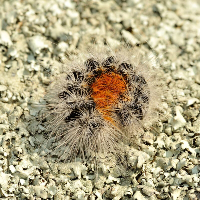Caterpillar outdoor stock image. Image of spring, closeup - 49314745