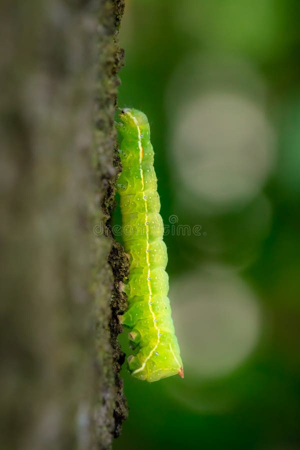 Light Green Caterpillar Climbing a Tree of the Forest Stock Image ...
