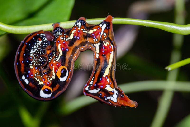 Caterpillar of the Papilio Machaon (Papilio Machaon Stock Image - Image ...