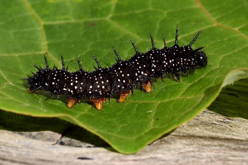 Caterpillar Peacock Butterfly, Inachis Io Stock Photo - Image of europe ...