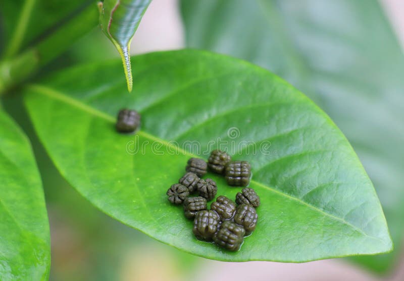 Caterpillar Poop Droppings Stick into the Green Leaves. Stock Image ...
