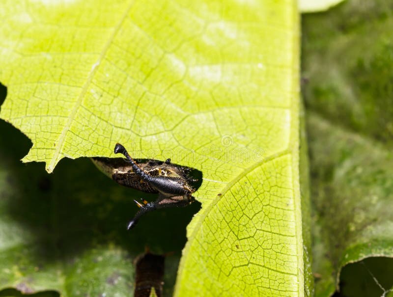 Caterpillar of Popinjay Butterfly is Eating Host Plant Leafs Stock ...