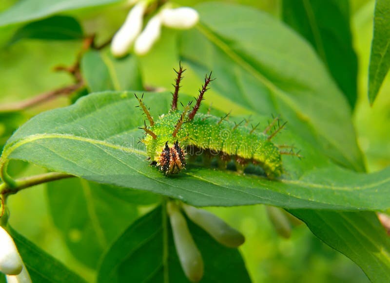 Caterpillar of Purple 6 stock image. Image of colourful - 3323143
