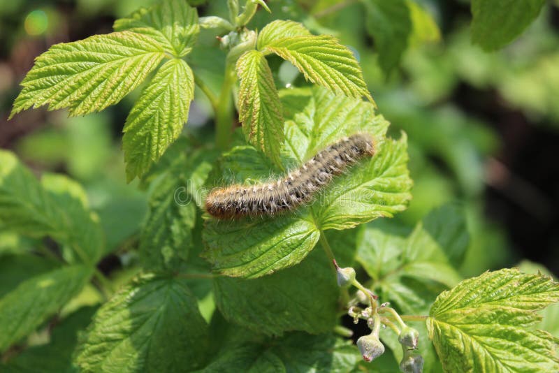 Caterpillar on a Raspberry Leave Stock Photo - Image of garden ...