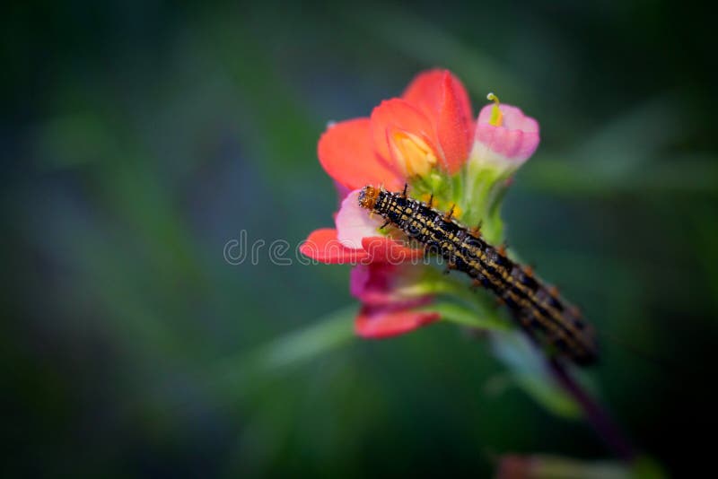 Caterpillar on Red Fireweed Stock Photo - Image of garden, flower: 91609670