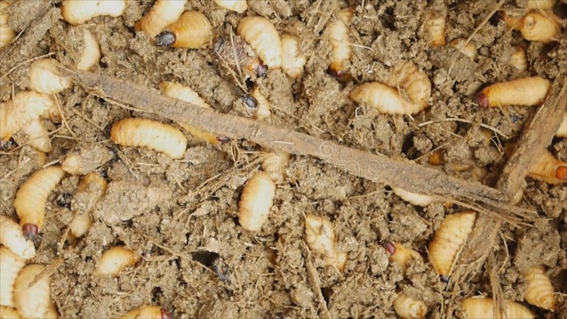 Caterpillar of Red Palm Weevil in Wood Pulp Stock Video - Video of wood ...