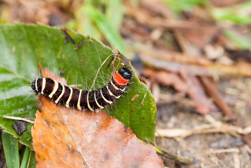 Caterpillar stock photo. Image of macro, beautiful, creature - 63145332