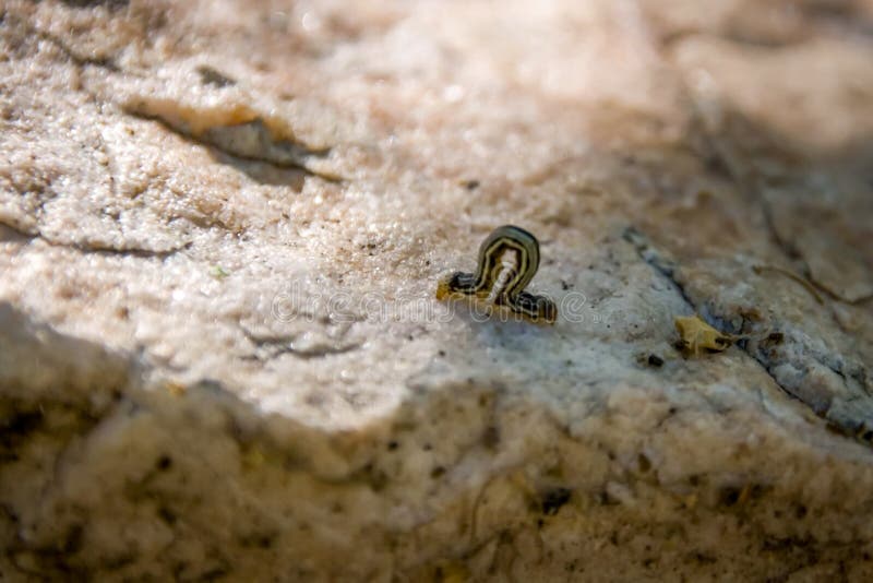 Caterpillar Inching Along on Rocks Stock Photo - Image of brown, animal ...