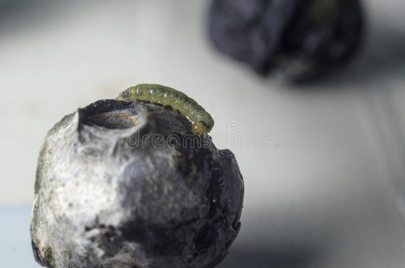 Rotten Blueberry Stock Photos - Free & Royalty-Free Stock Photos from ...