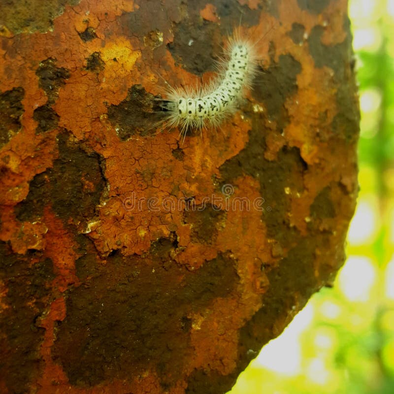 Caterpillar on rust stock image. Image of crawling, pole - 74210079
