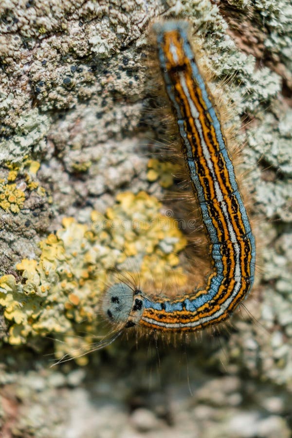 Caterpillar Seen in a Fruit Tree, Possibly the Lackey Moth, Malacosoma ...