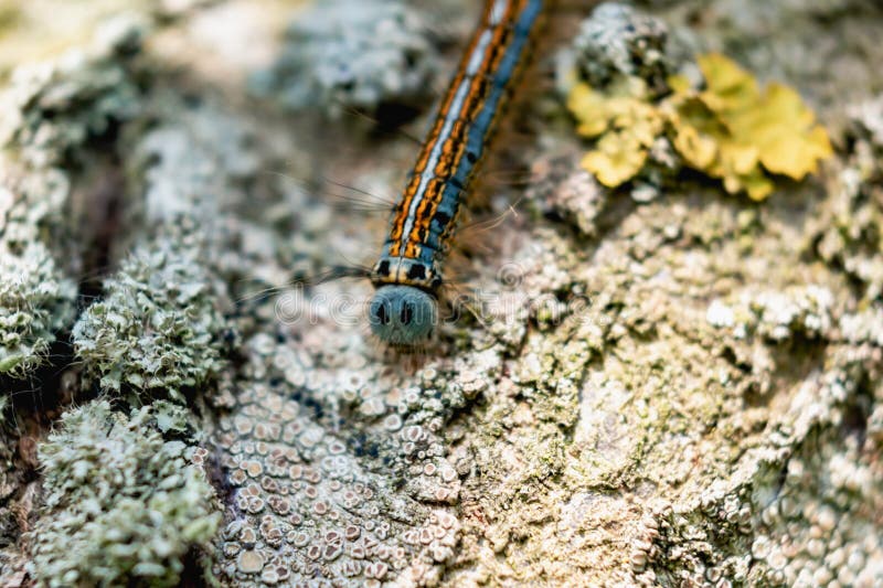 Caterpillar Seen in a Fruit Tree, Possibly the Lackey Moth, Malacosoma ...
