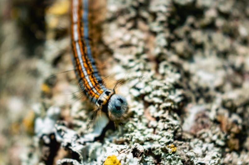 Caterpillar Seen in a Fruit Tree, Possibly the Lackey Moth, Malacosoma ...