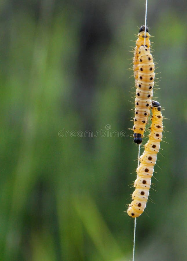 Caterpillar stock photo. Image of insect, small, macro - 100135416