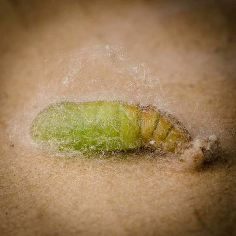 Silk Cocoon stock photo. Image of luxurious, cocoon, pure - 23663696