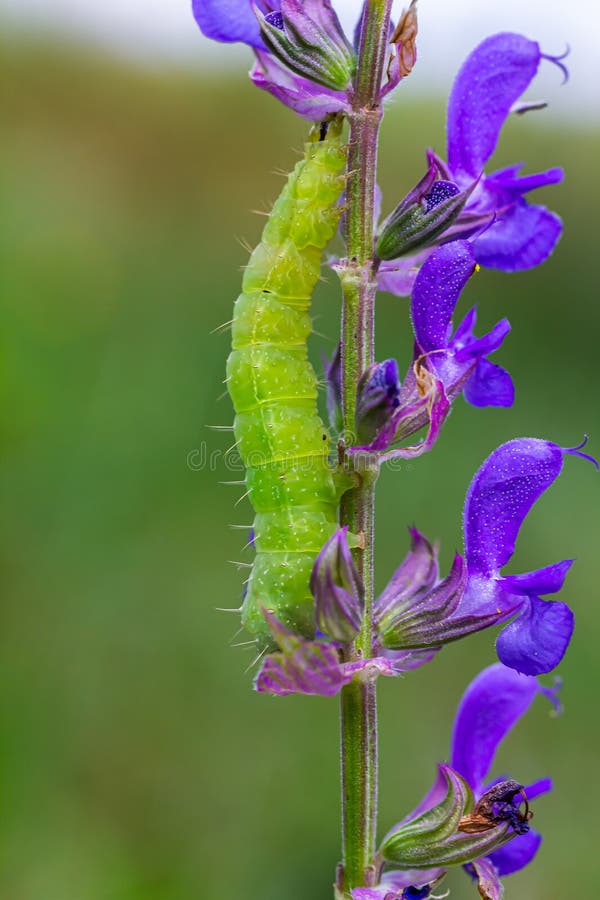 Caterpillar Sliding Along a Stalk of Sage with Green Background Stock ...