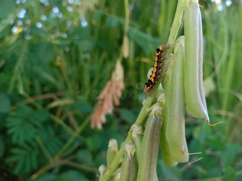 Caterpillar or Slug with Green Plants Stock Photo - Image of flower ...