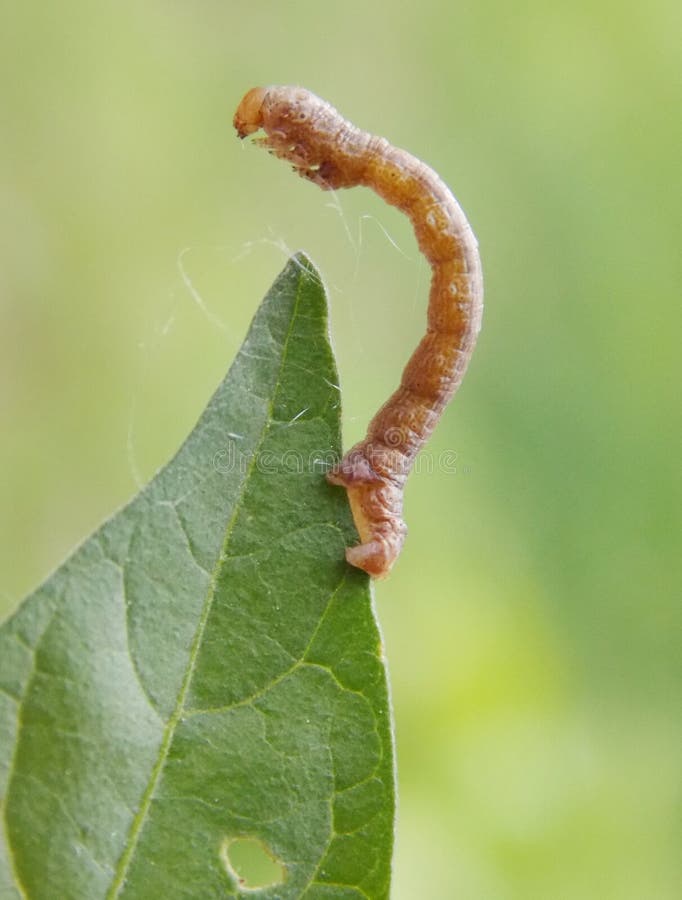 Caterpillar stock image. Image of plant, nature, little - 100135705